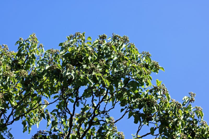 BRANCHES of JAPANESE RASIN TREE with DEVELOPING FRUIT AGAINST BLUE SKY ...
