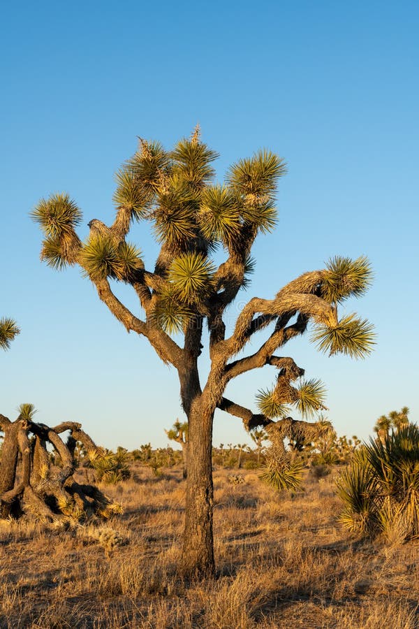 Branches of Joshua Tree Hang Off of Tree Stock Image - Image of hang ...
