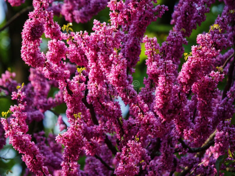 Branches of Judas Tree in the Garden Stock Image - Image of petal ...