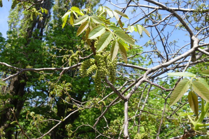 Branches of Juglans Regia with Catkins Against Blue Sky Stock Image ...