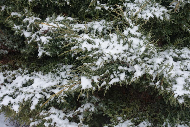 Branches of Juniper Covered with Snow in January Stock Image - Image of ...