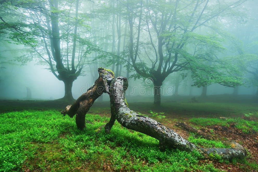 Branches Kissing in the Forest Stock Photo - Image of springtime ...