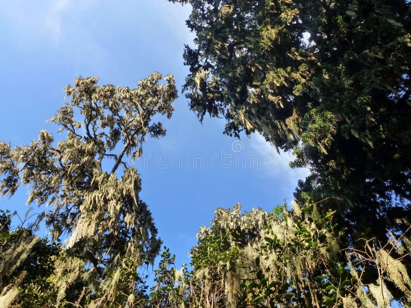 Branches of a Lacy Lichen Tree on a Background of a Blue Sky. View from ...