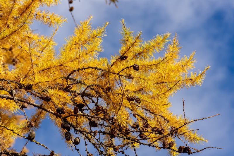 Branches of Larch Tree in Autumn Stock Image - Image of fantastic ...