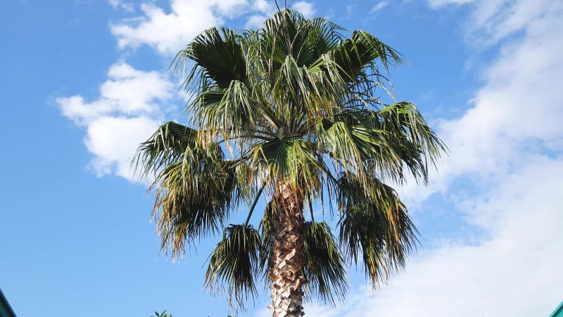 The Branches of a Large Palm Tree Sway in the Wind Against a Blue Sky ...