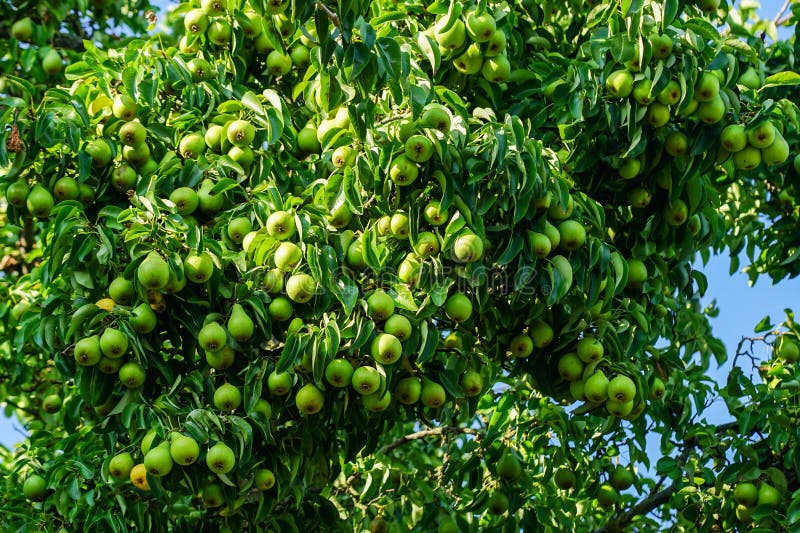 Branches of a Large Pear Tree with Many Still Green Fruits, Abundant ...