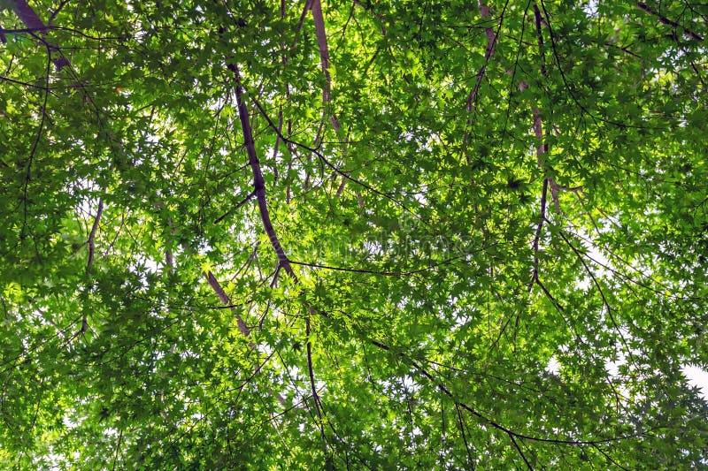The Branches of a Large Tree Provide Shade. Stock Photo - Image of leaf ...