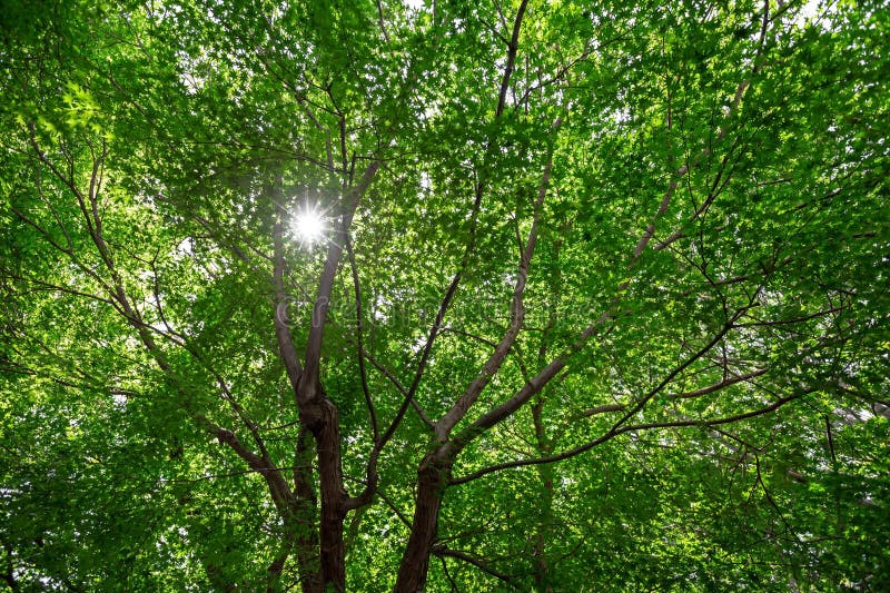 The Branches of a Large Tree Provide Shade. Stock Photo - Image of ...
