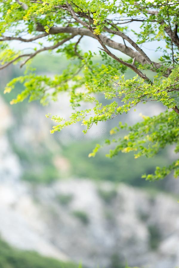 The Branches of a Large Tree Were Filled with Small, Lush Green Leaves ...