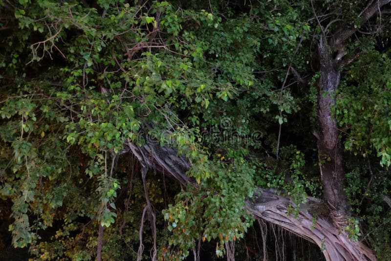 Branches of a Large Tropical Tree, Night Time Stock Photo - Image of ...
