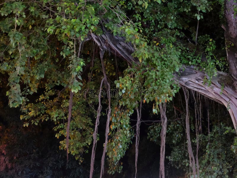 Branches of a Large Tropical Tree, Night Stock Image - Image of public ...