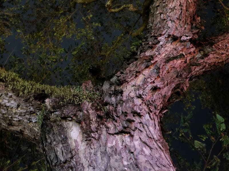 Branches of a Large Tropical Tree, Night Stock Photo - Image of leaves ...