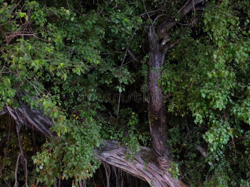 Branches of a Large Tropical Tree, Night Stock Image - Image of moss ...
