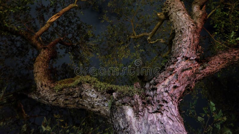 Branches of a Large Tropical Tree, Night Stock Photo - Image of night ...