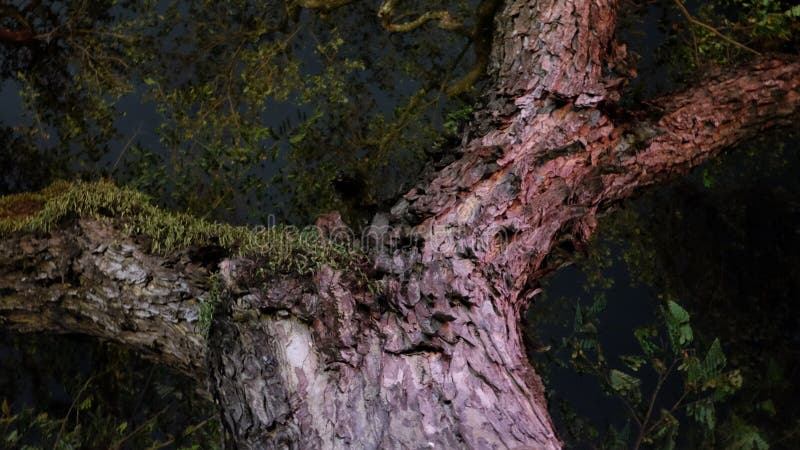 Branches of a Large Tropical Tree, Night Time Stock Image - Image of ...