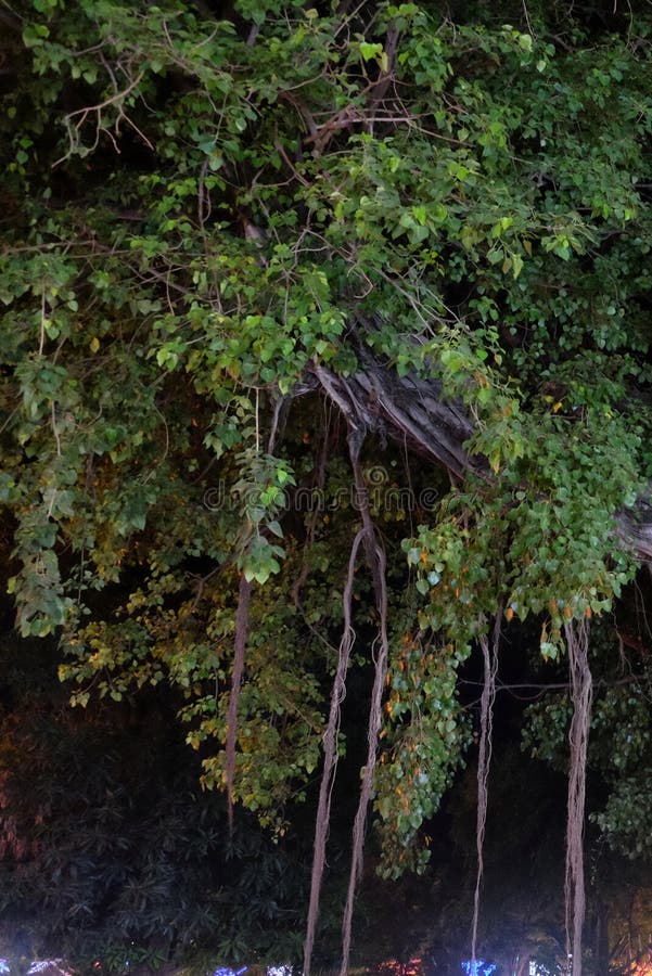 Branches of a Large Tropical Tree, Night Time Stock Photo - Image of ...