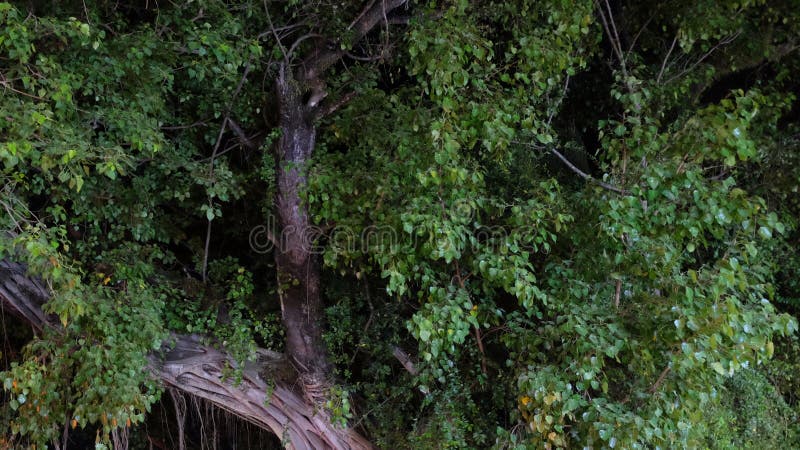 Branches of a Large Tropical Tree, Night Time Stock Image - Image of ...