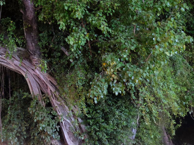 Branches of a Large Tropical Tree, Night Time Stock Image - Image of ...