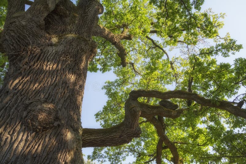 Branches of a Large 500 Year Old Oak Tree Stock Image - Image of mighty ...