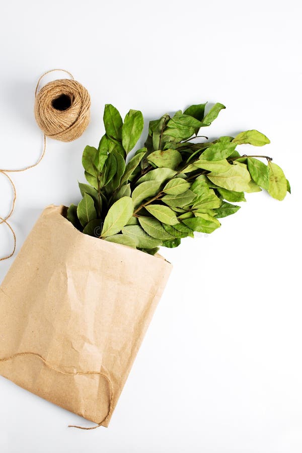 Branches of Laurel Bay Leaves in Paper Stock Photo - Image of paper ...