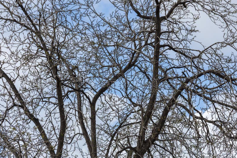 Branches of a Leafless Tree in the Field at the End of Winter Stock ...