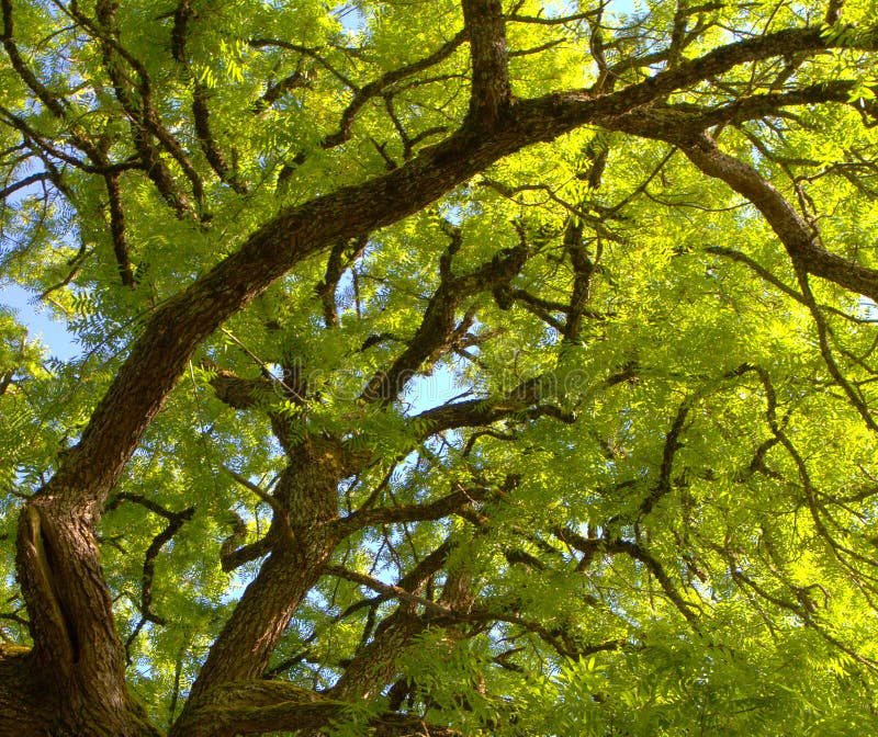 Green Tree Leaves close up stock image. Image of foliage - 15388543