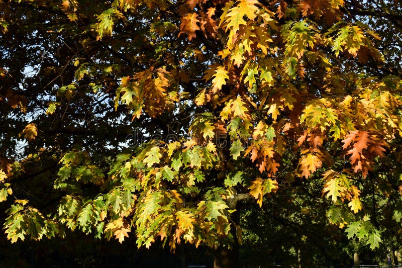 Branches and Leaves of American Oak (Quercus Rubra) with Fall Colors ...