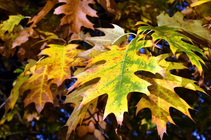 Branches and Leaves of American Oak (Quercus Rubra) with Fall Colors ...