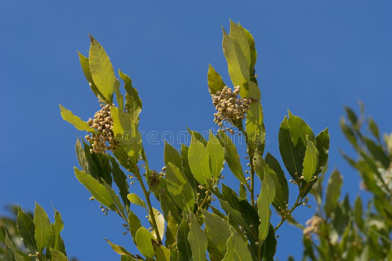 The Branches and Leaves of a Bay Tree on a Blue Background Stock Photo ...