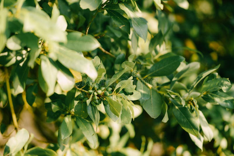 Branches, Leaves and Berries Bay Leaf on the Tree. Stock Image - Image ...