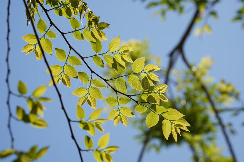Branches and Leaves of Chinese Hackberry Nettle Tree (Celtis Sinensis ...