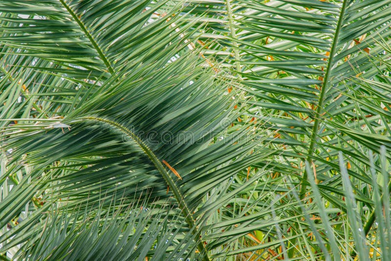Branches and Leaves of a Date Tree Stock Photo - Image of tree, leaves ...