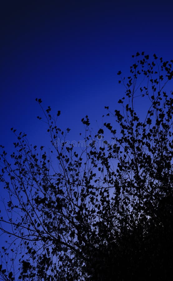 Branches and Leaves Front of Dark Night Sky. Space Left for Text Stock ...