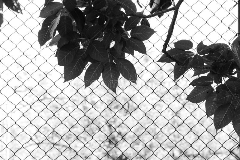 Branches and Leaves Front Wire Mesh. Stock Photo - Image of arrest ...