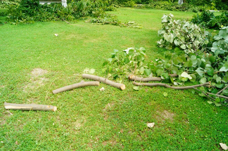 Branches and Leaves on the Ground Stock Photo - Image of landscape ...