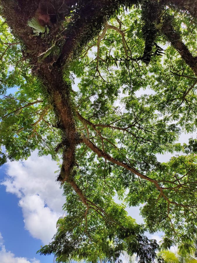 The Branches and Leaves of Large Trees Represent a Long Life. Stock ...