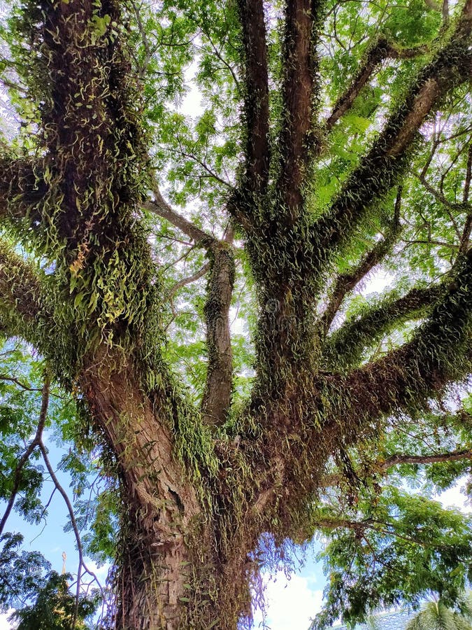 The Branches and Leaves of Large Trees Represent a Long Life. Stock ...