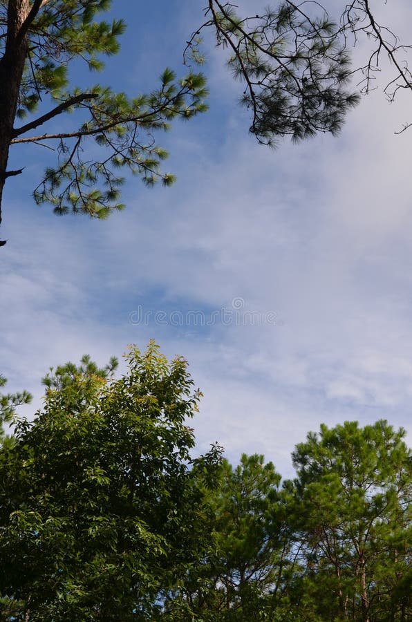 Branches and Leaves of Pine with Cloud Sky Stock Photo - Image of ...