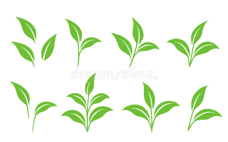 Branches with Leaves Set, Twig and Sprig Stock Vector - Illustration of ...