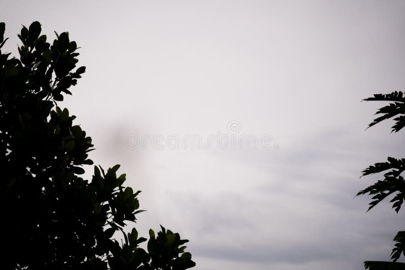 Branches of Leaves with Shadows, Night Sky Background Stock Image ...