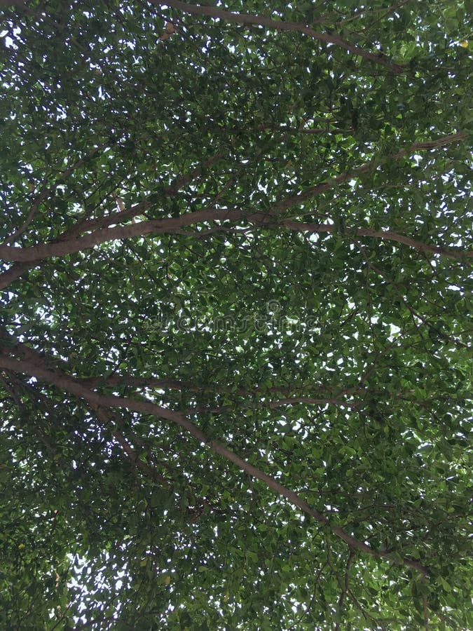 Branches and leaves stock image. Image of spread, branches - 93597027