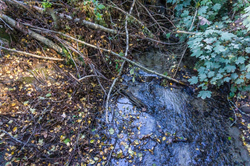Branches, Leaves and Stream Stock Photo - Image of stream, yellow ...