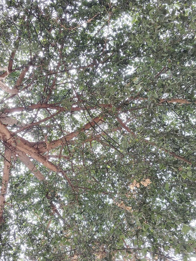 Branches and Leaves of a Tree in Afar Desert Stock Photo - Image of ...