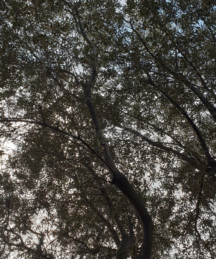 Tree branches and leaves stock photo. Image of leaf - 206166534