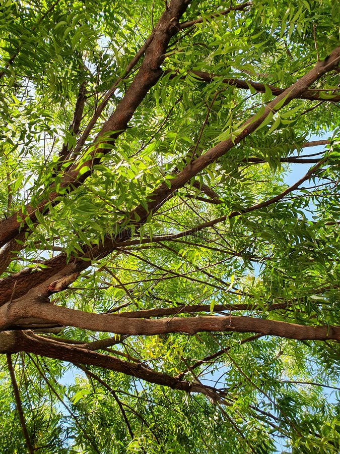 Branches and Leaves of Very Old Tree Stock Photo - Image of plant ...