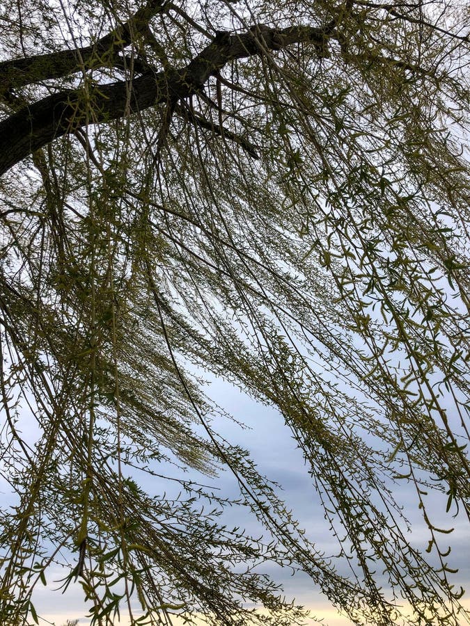 Weeping Willow Tree Branches by Cloudy Sky Stock Image - Image of blue ...