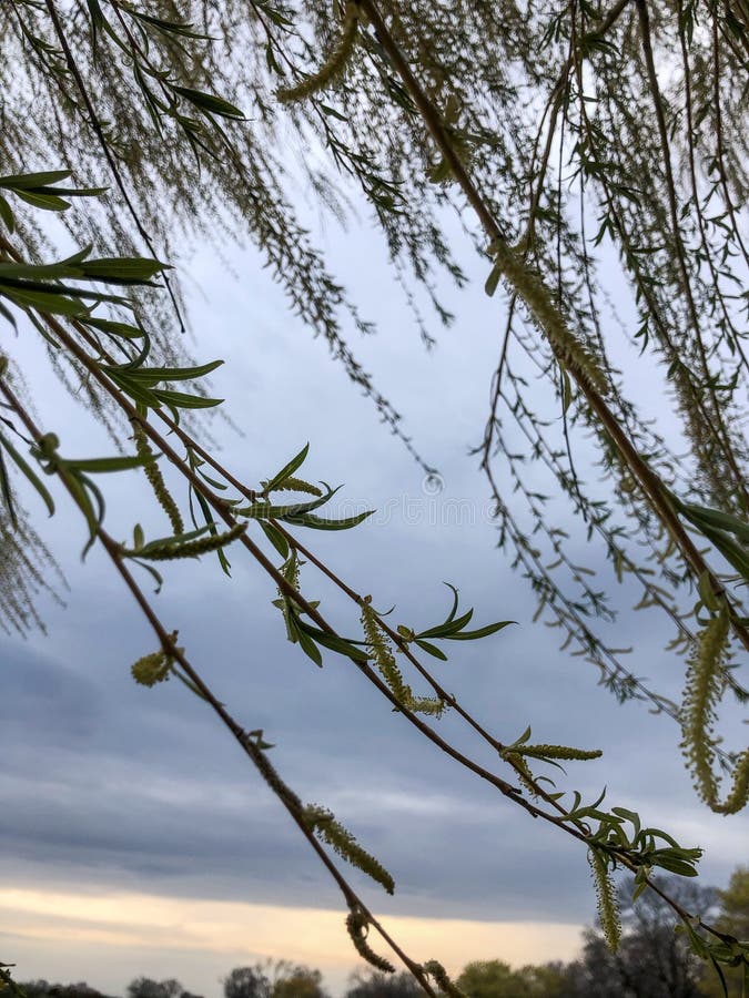 Weeping Willow Tree Branches by Cloudy Sky Stock Image - Image of blue ...