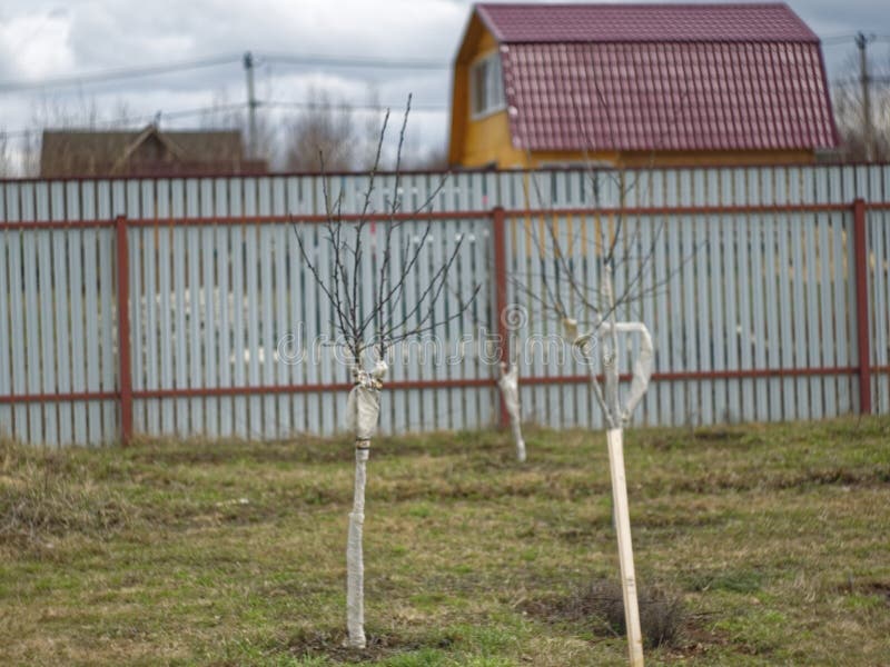 Branches without Leaves of Young Apple Tree in Spring Stock Photo ...