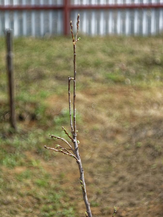 Branches without Leaves of Young Apple Tree in Spring Stock Image ...