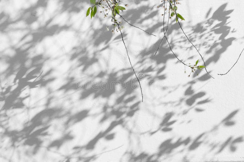 Branches and Leaves of a Young Cherry Sakura or Apple Tree with a ...